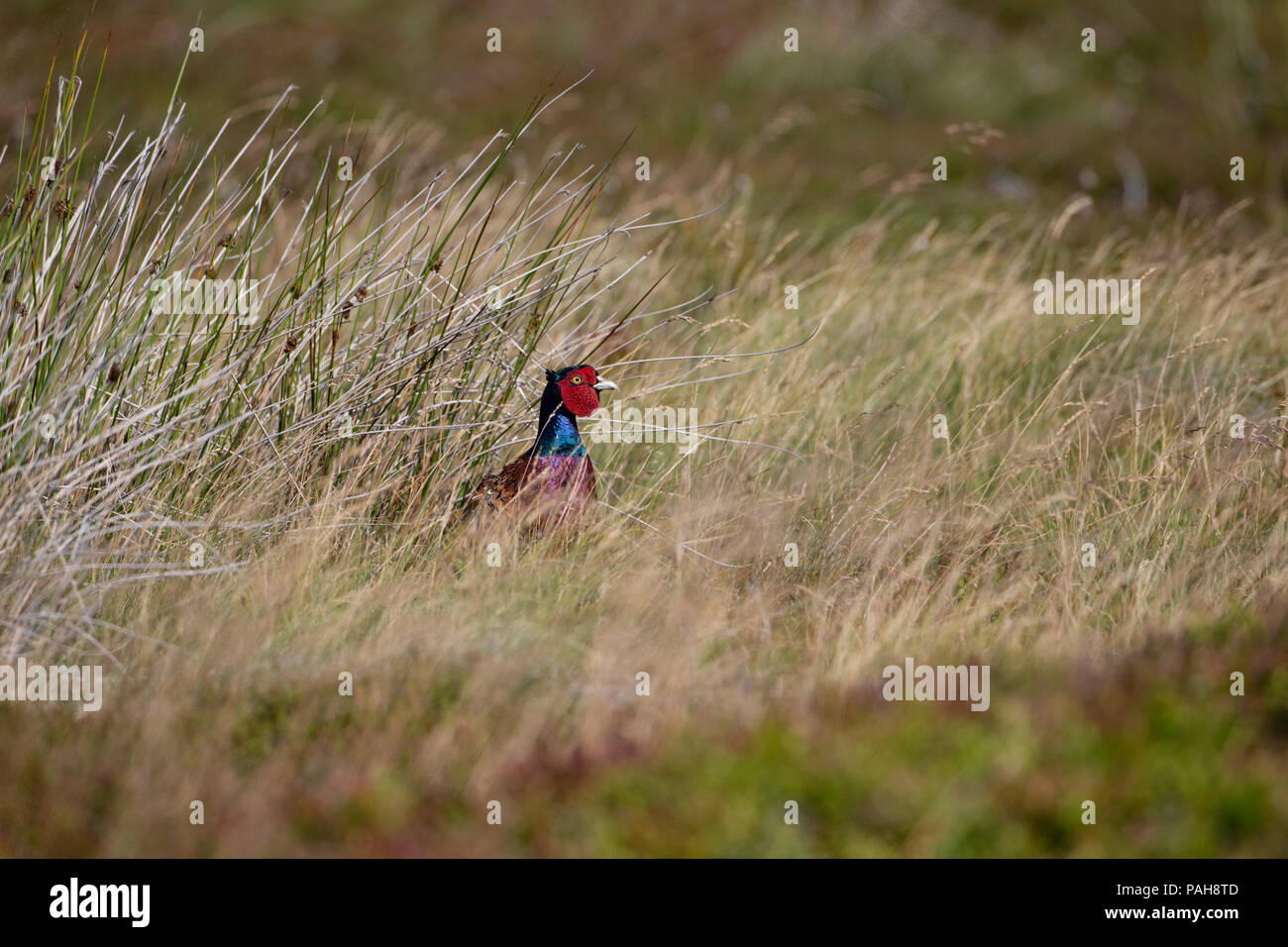 Common male pheasant Phasianus colchicus in wispy grassland on the ...