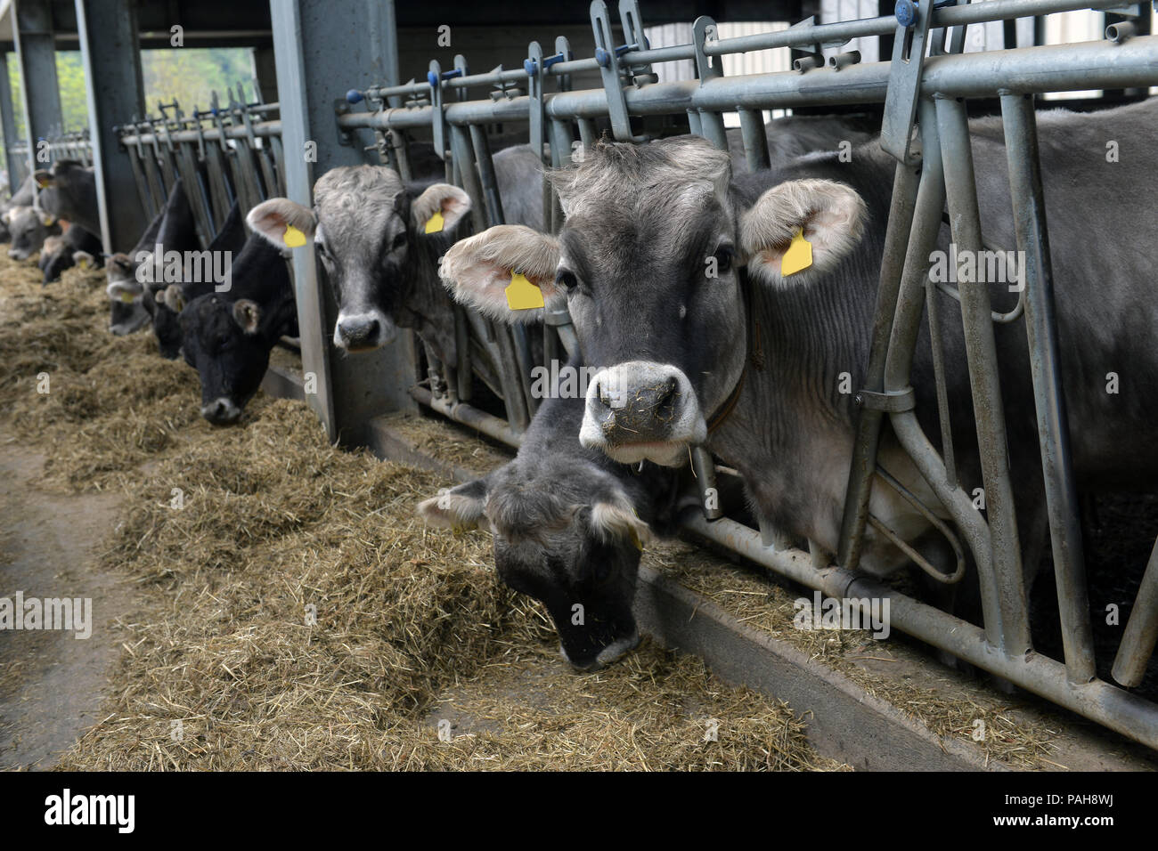 cows eat feed on the farm Stock Photo - Alamy