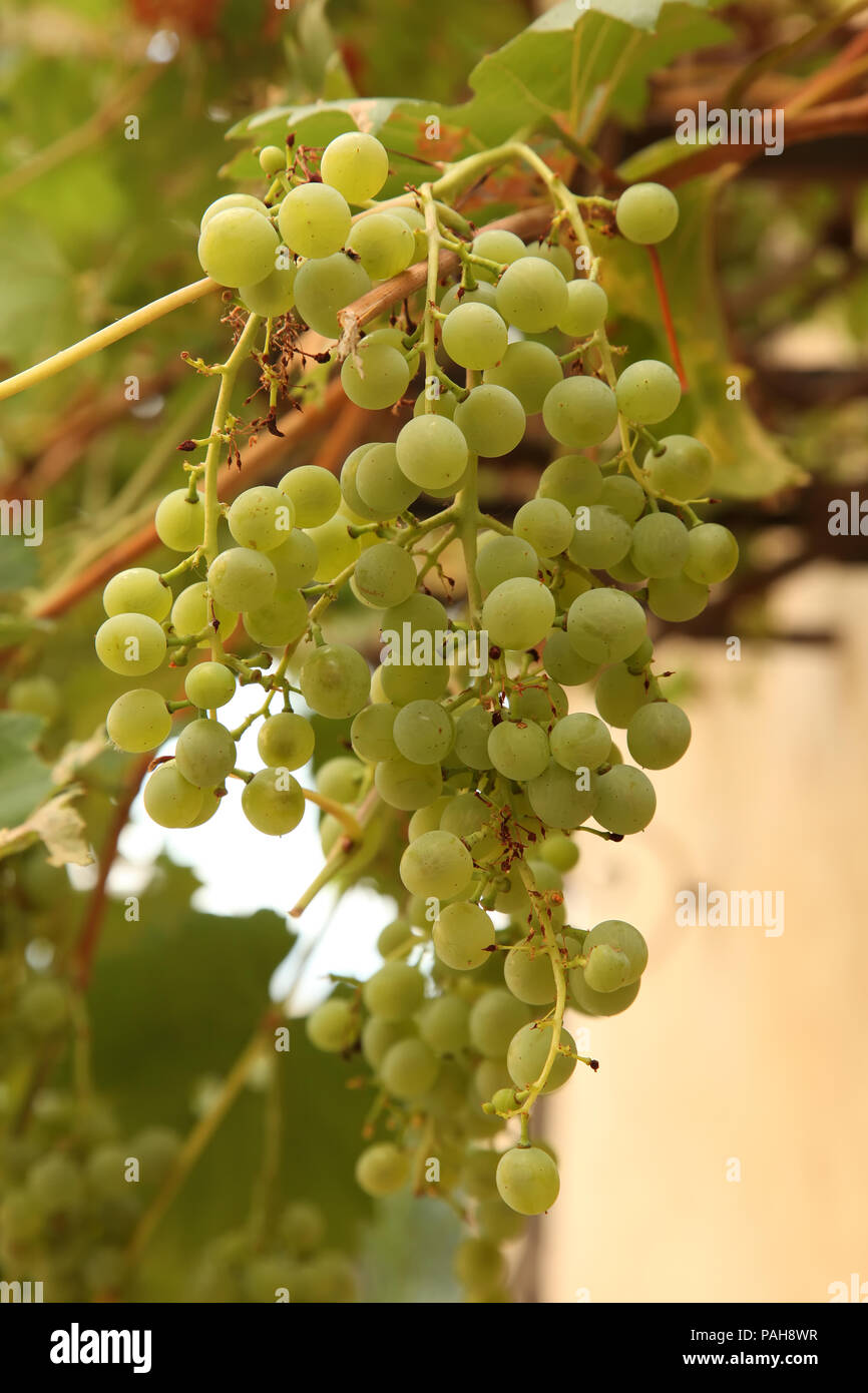 De golden grape hi-res stock photography and images - Alamy