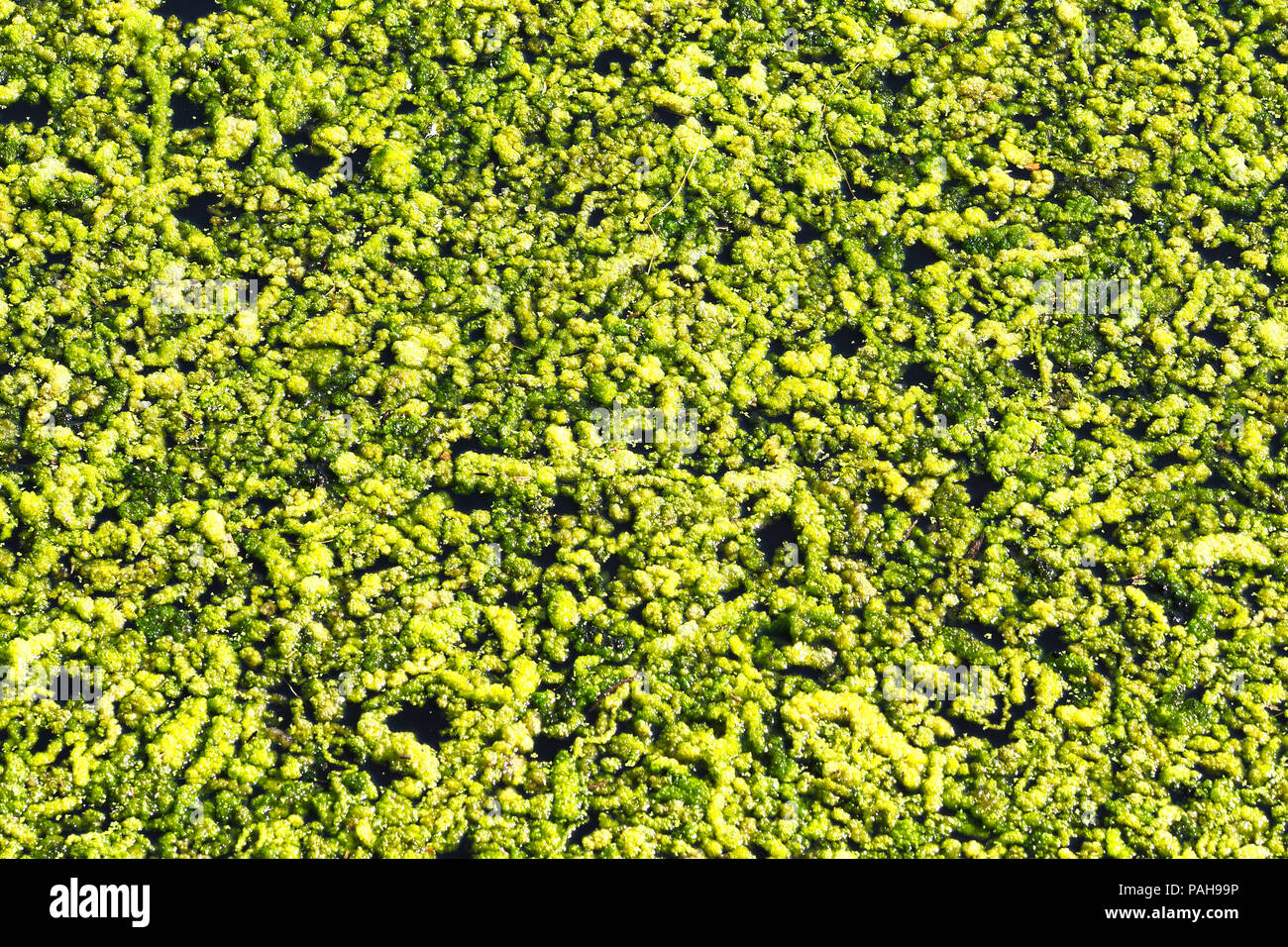 Floating duckweed hi-res stock photography and images - Alamy