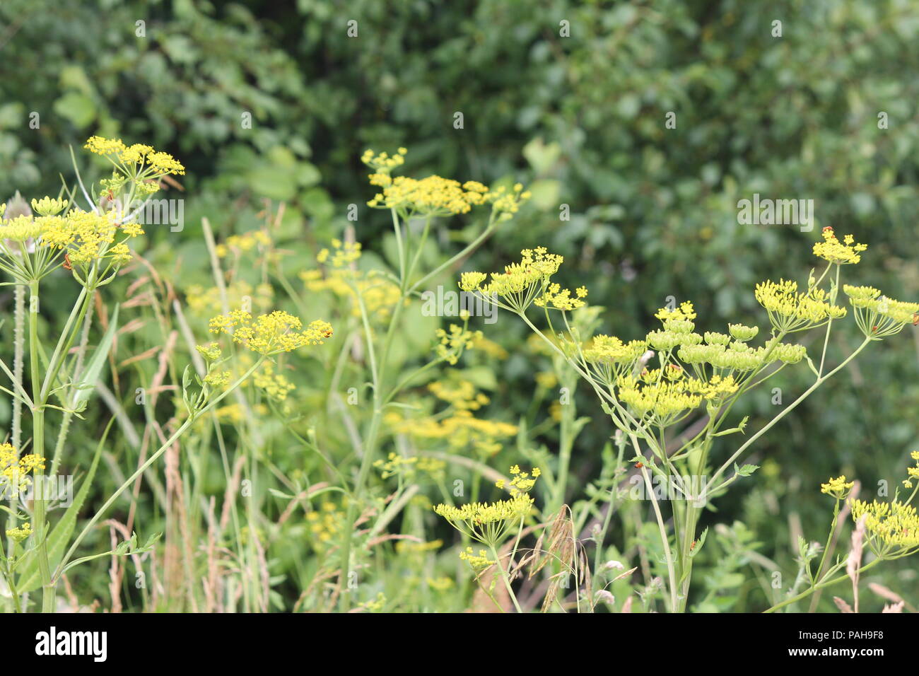 Yellow head Wild Parsnip (Pastinaca sativa) weed in poisonous stage in ...