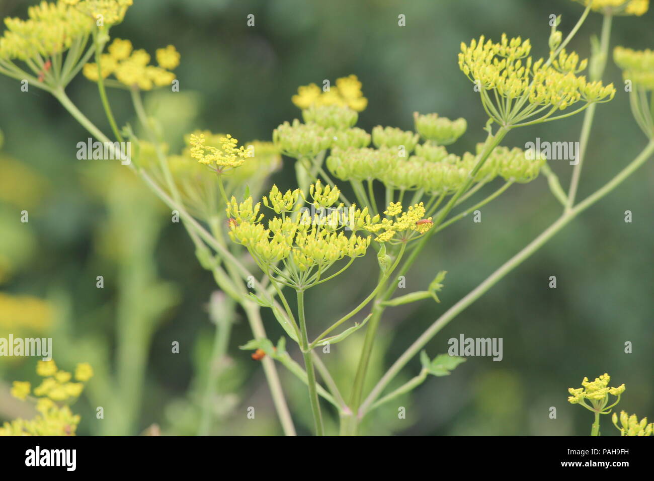 Yellow head Wild Parsnip (Pastinaca sativa) weed in poisonous stage in ...