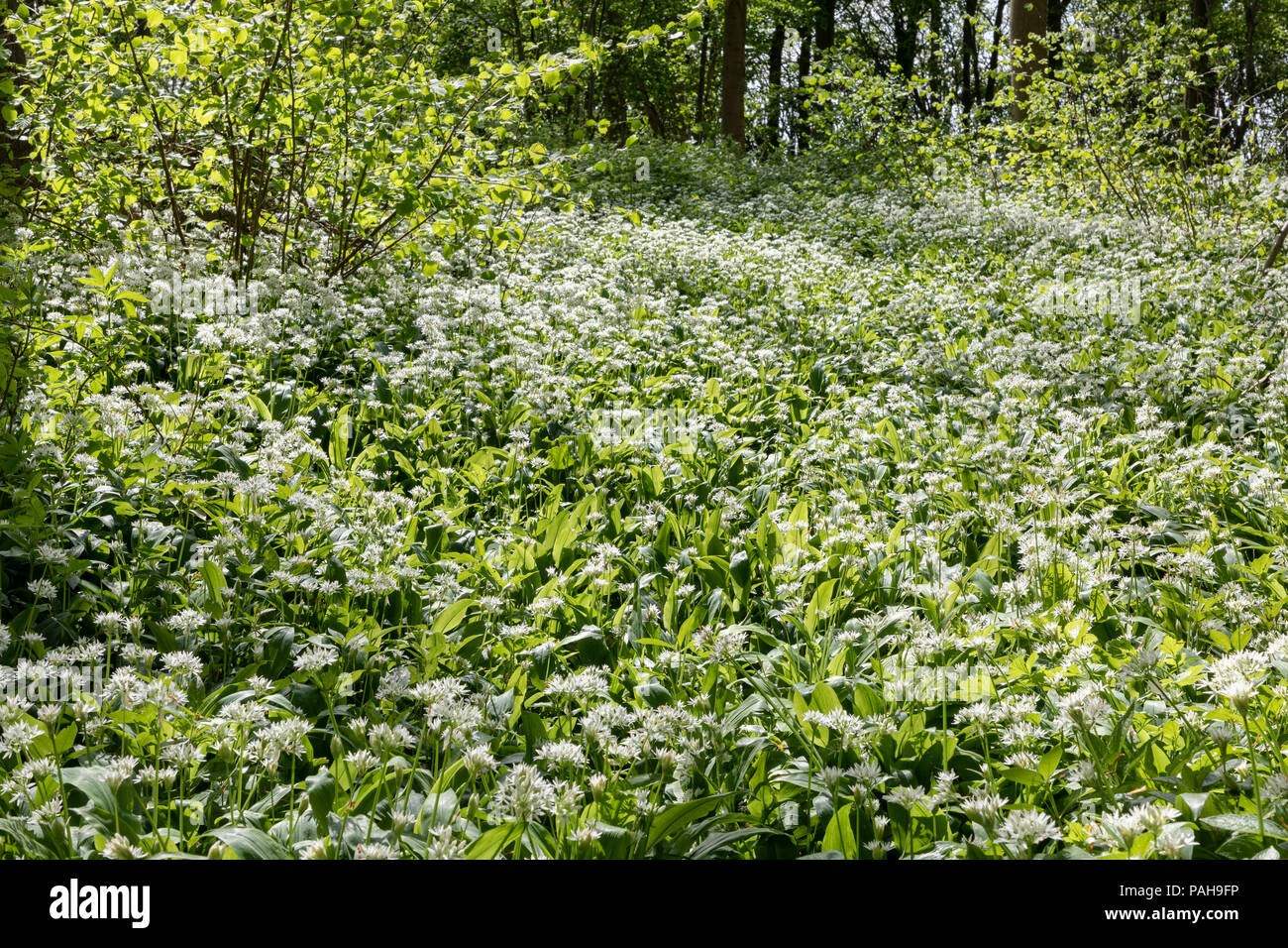 Wild garlic in deciduous woodland hi-res stock photography and images ...