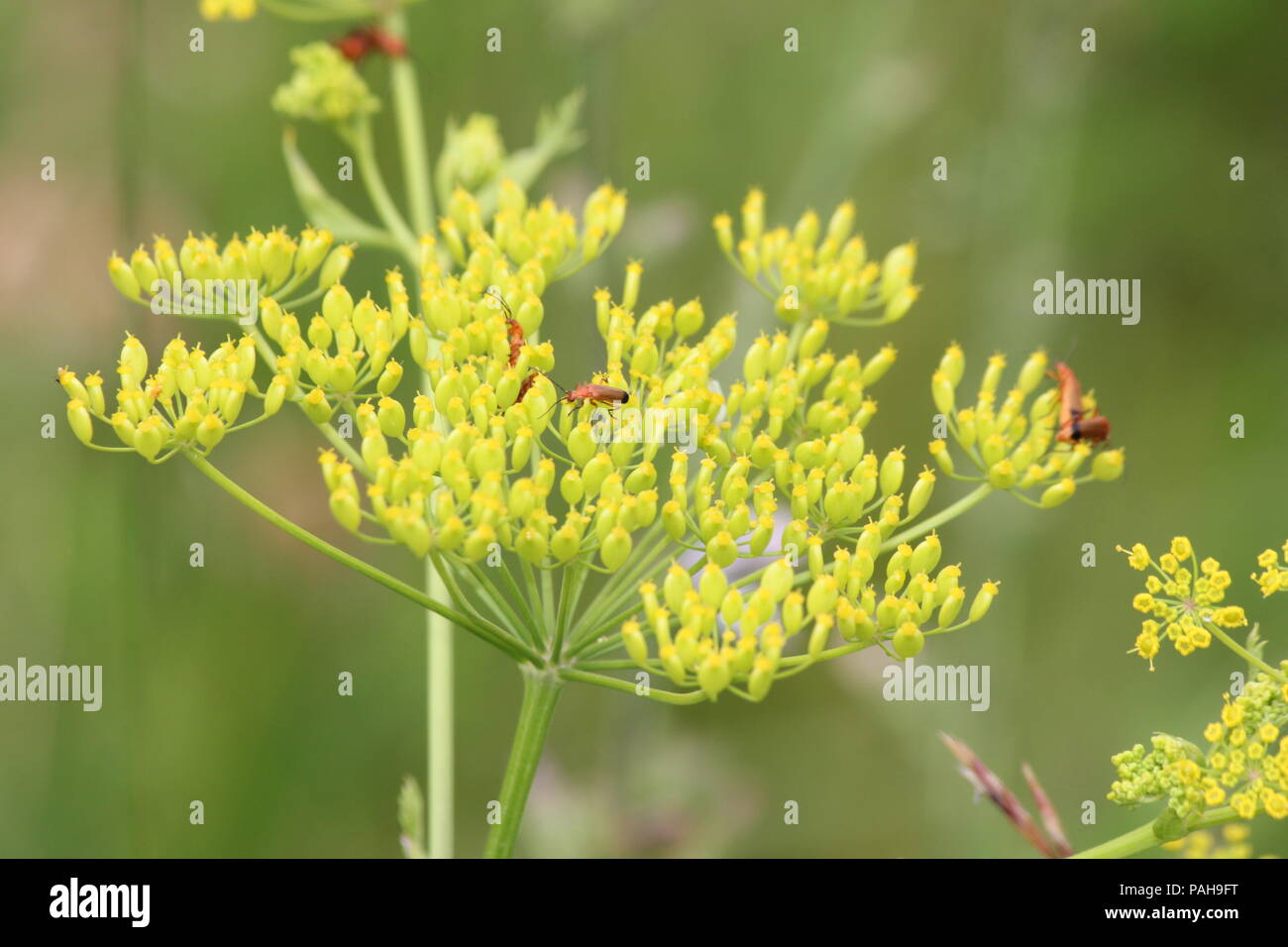 Yellow head Wild Parsnip (Pastinaca sativa) weed in poisonous stage in ...