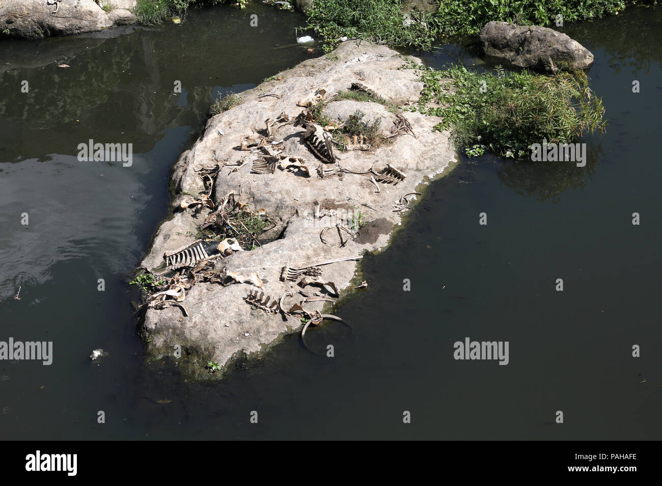 Skeleton island - animal remains on a rock in dirty polluted river ...