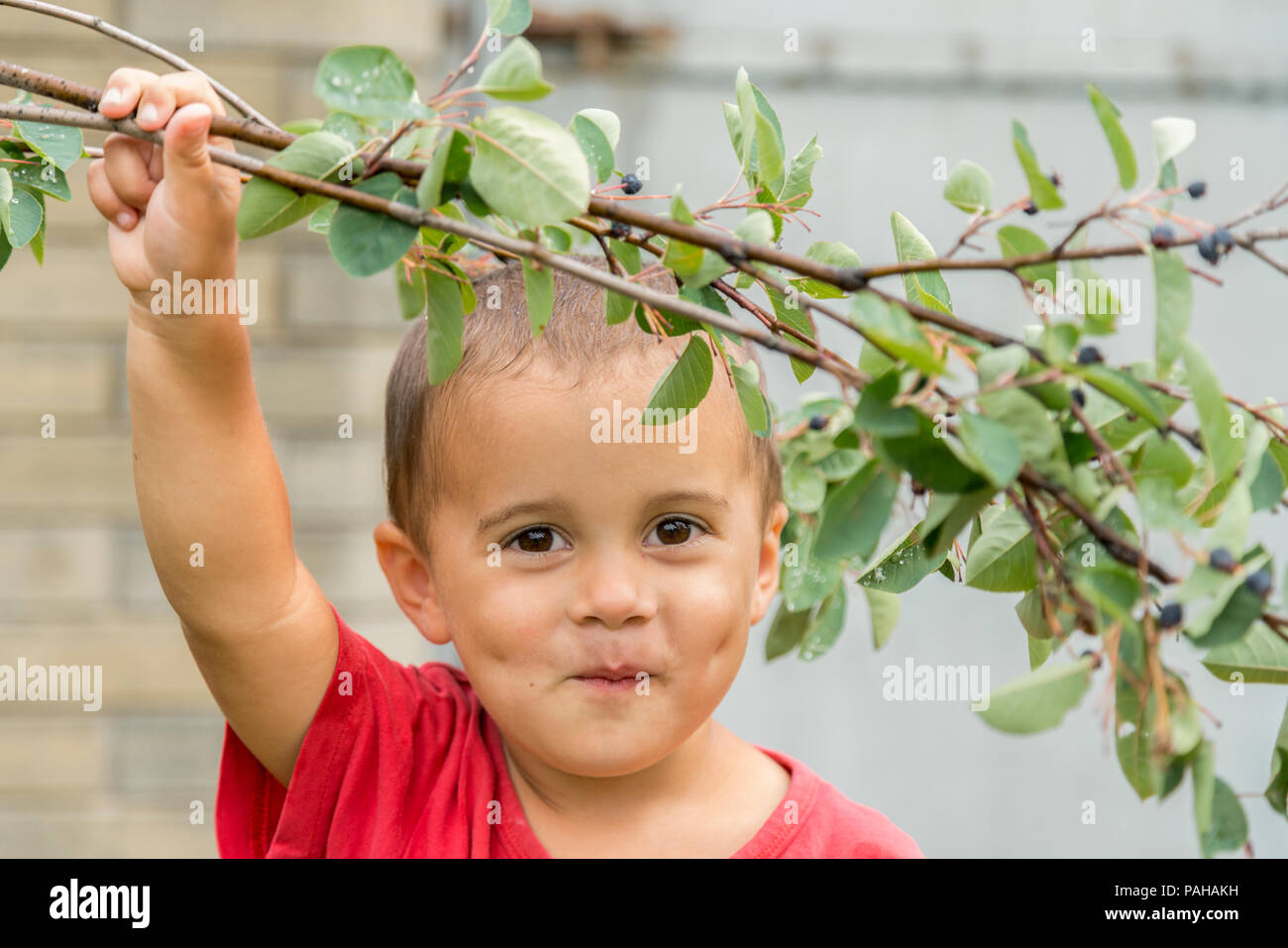 A happy little boy eats berries from a bush Stock Photo - Alamy