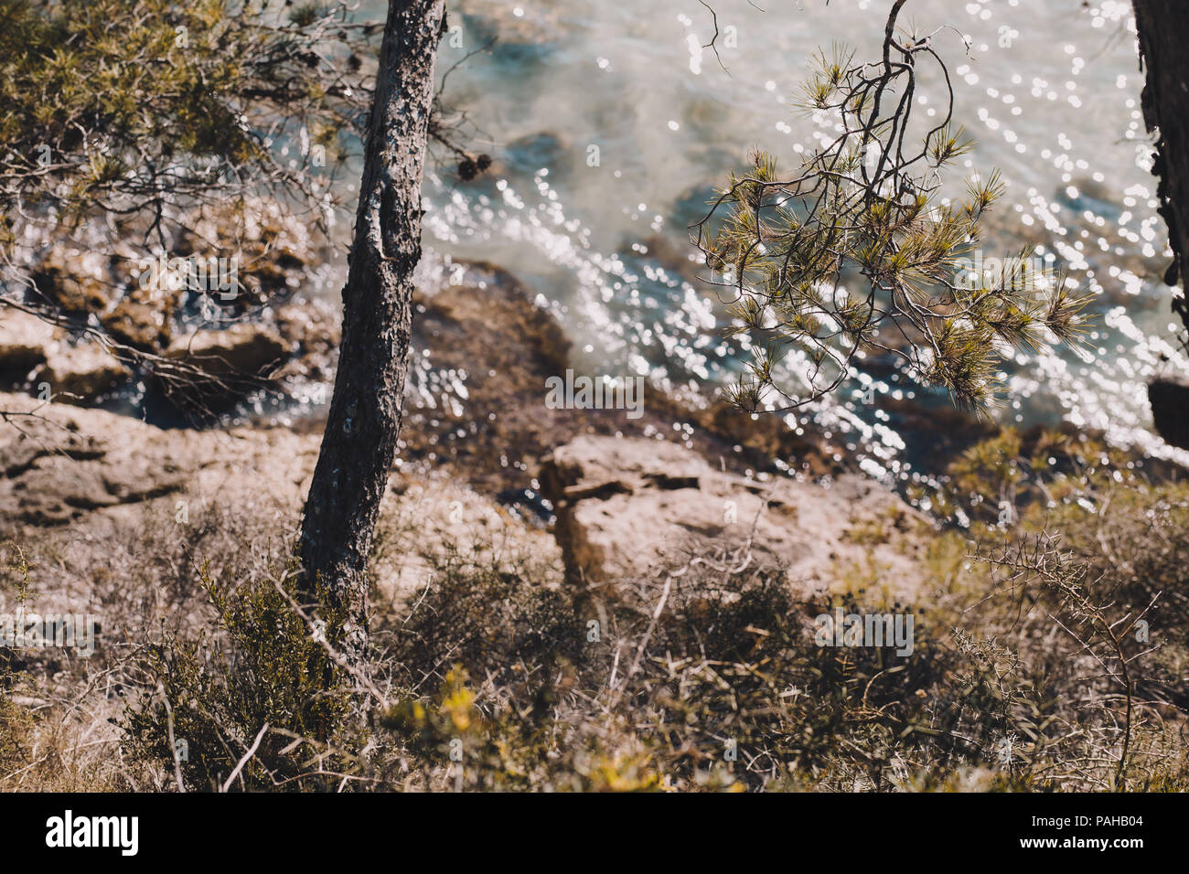 ocean water and pine tree coastline Stock Photo - Alamy