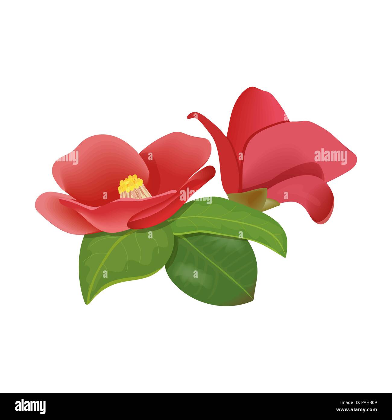Red blooming Camelia flowers on white background. vector illustration ...