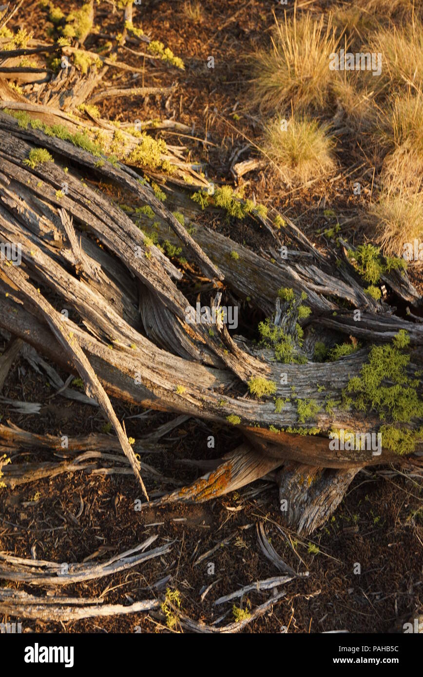 Western juniper oregon hi-res stock photography and images - Alamy