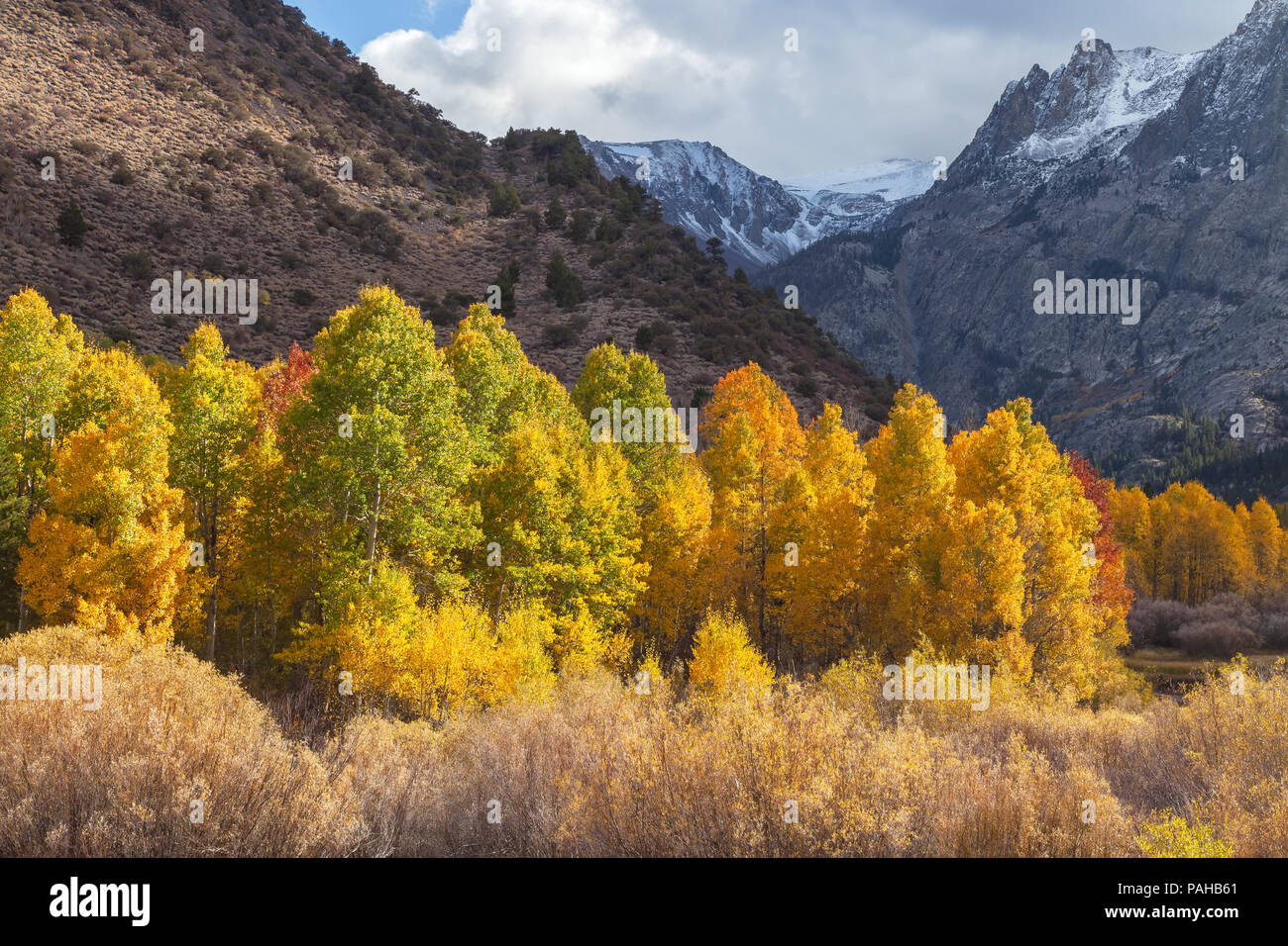Aspen trees at their peak fall foliage, June Lake Loop, June Lake ...
