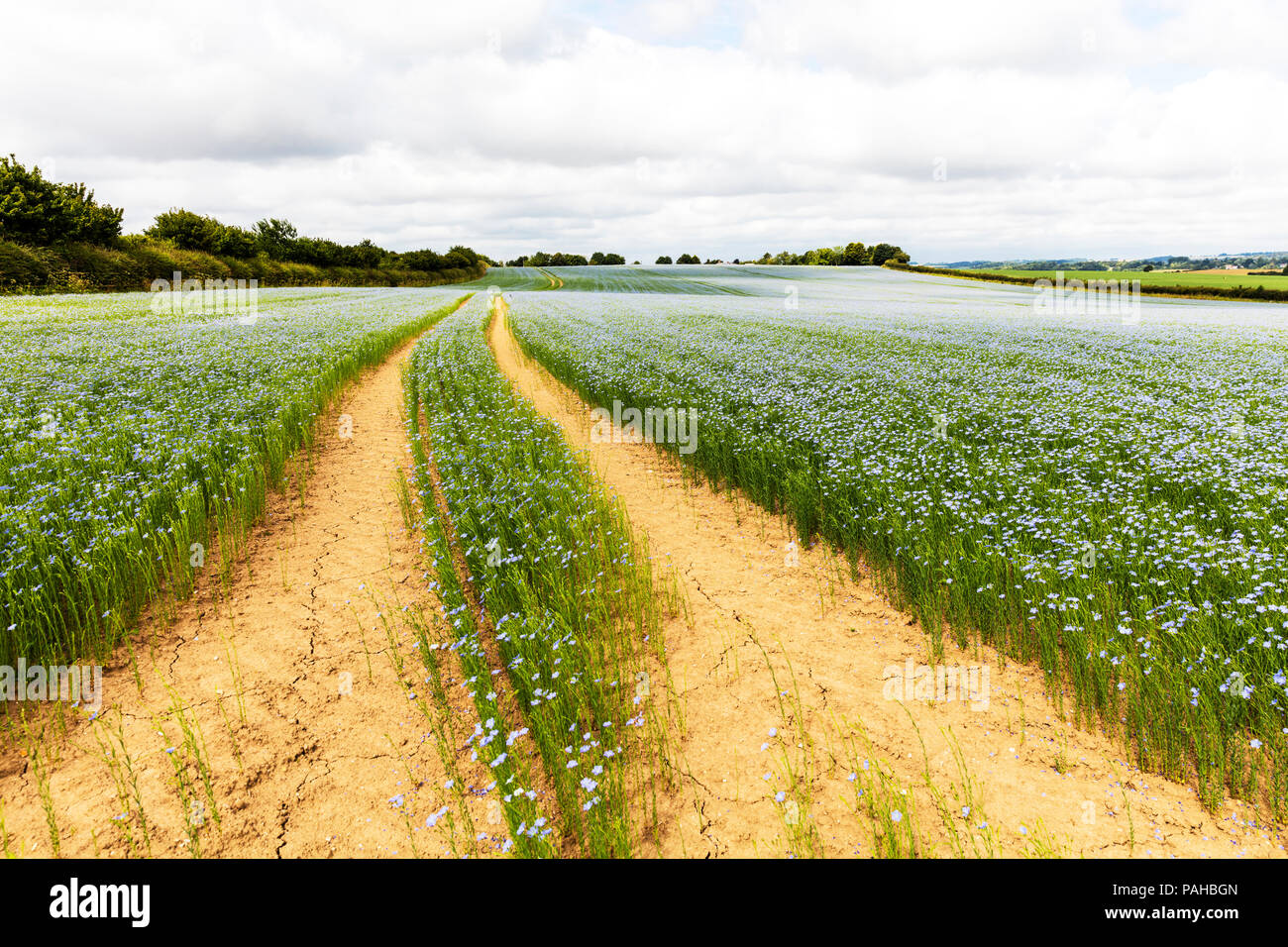 Linseed crop, Linseed, Linseed farm crop, Linseed field, Linseed plants ...