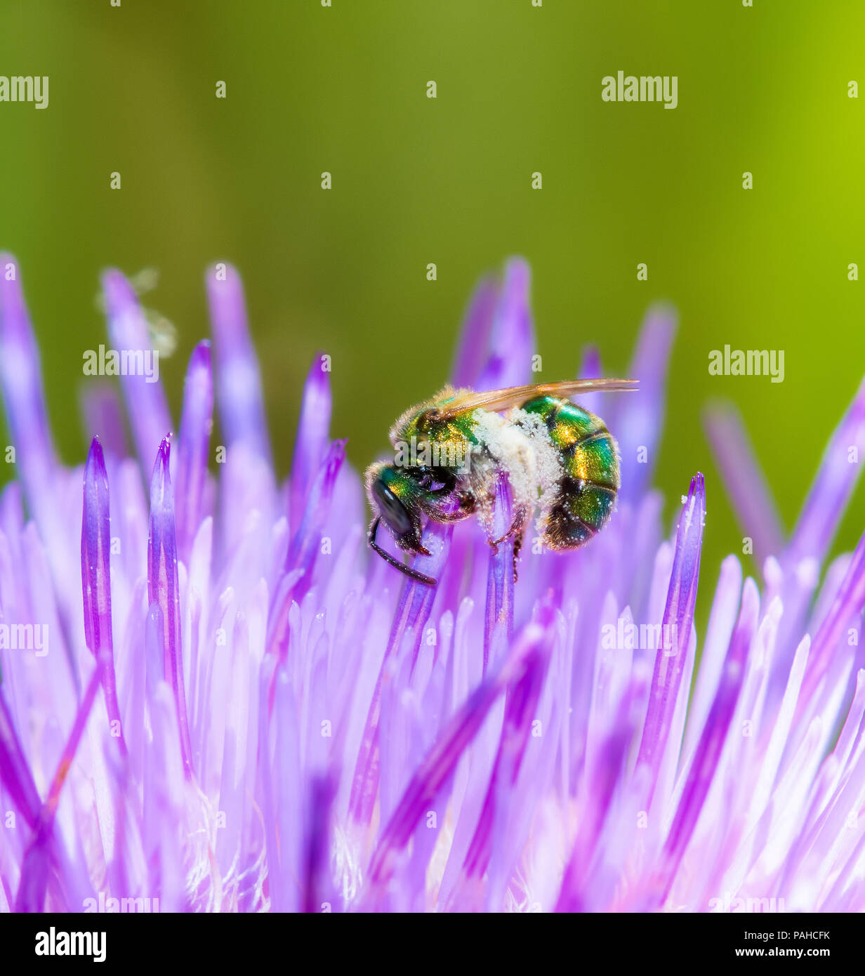 Macro of a Sweat Bee (Halictidae) Collecting Pollen in a Bright Purple ...