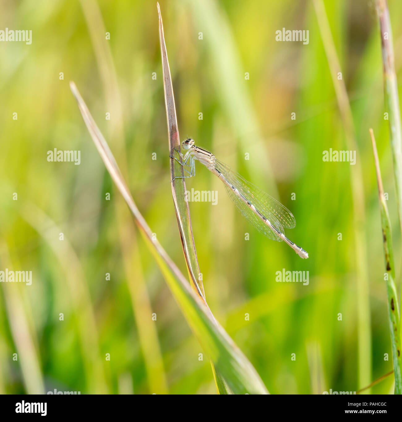 Macro of an Immature Tule Bluet Damselfy (Enallagma carunculatum ...