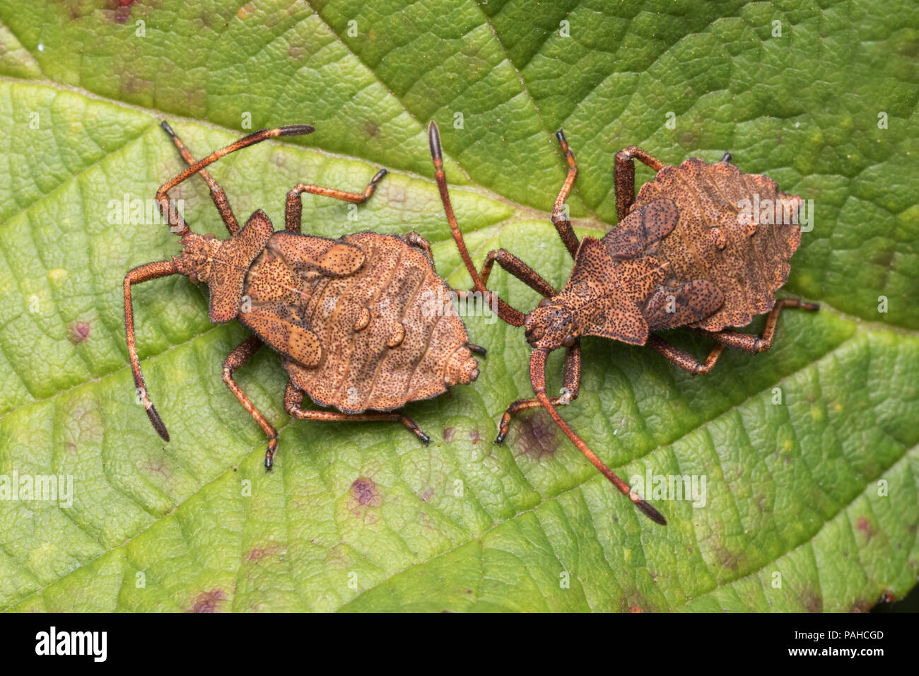 Dock Bug nymphs (Coreus marginatus) at rest on bramble leaf. Tipperary ...