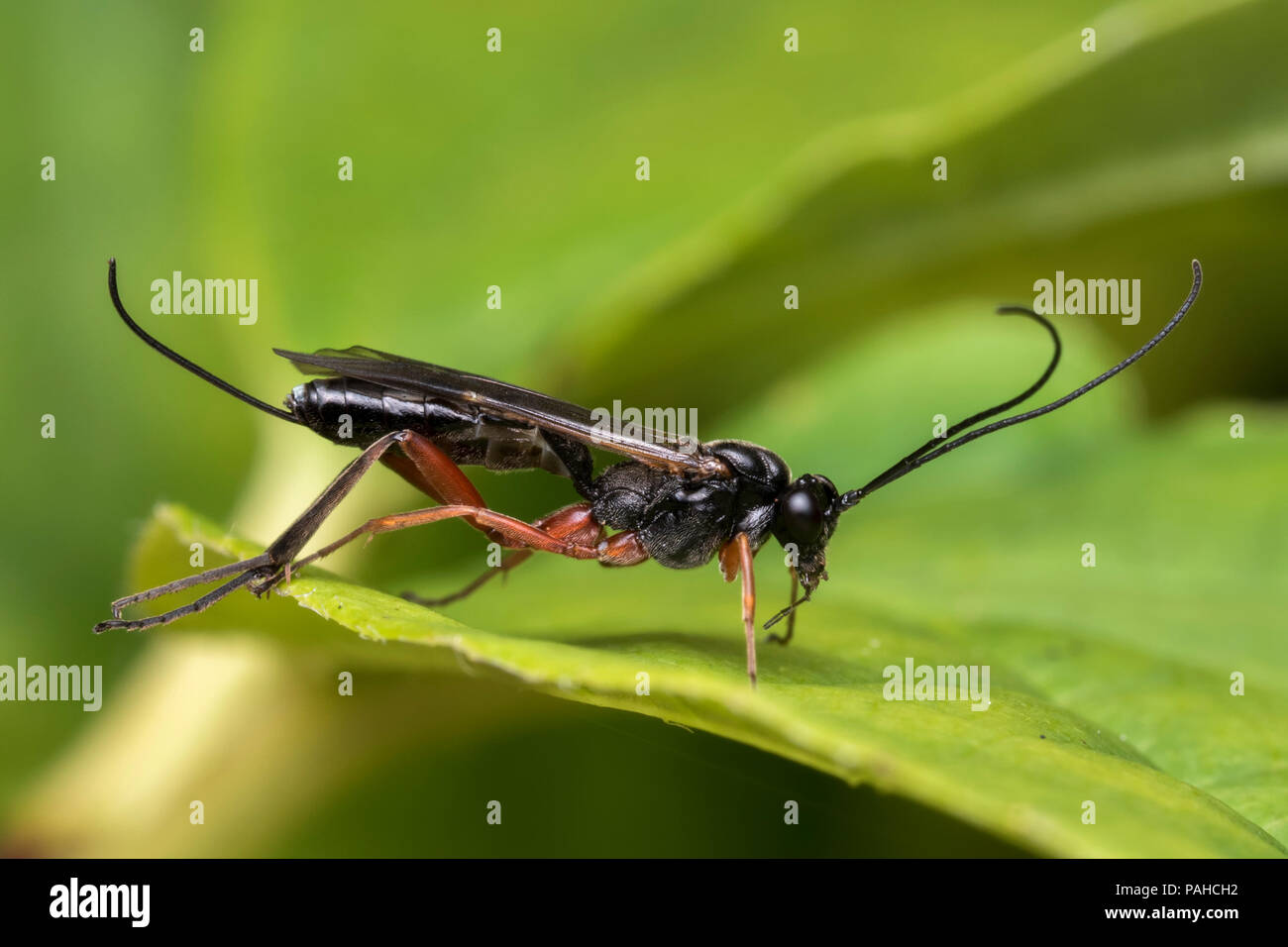 Ichneumonid wasp species hi-res stock photography and images - Alamy