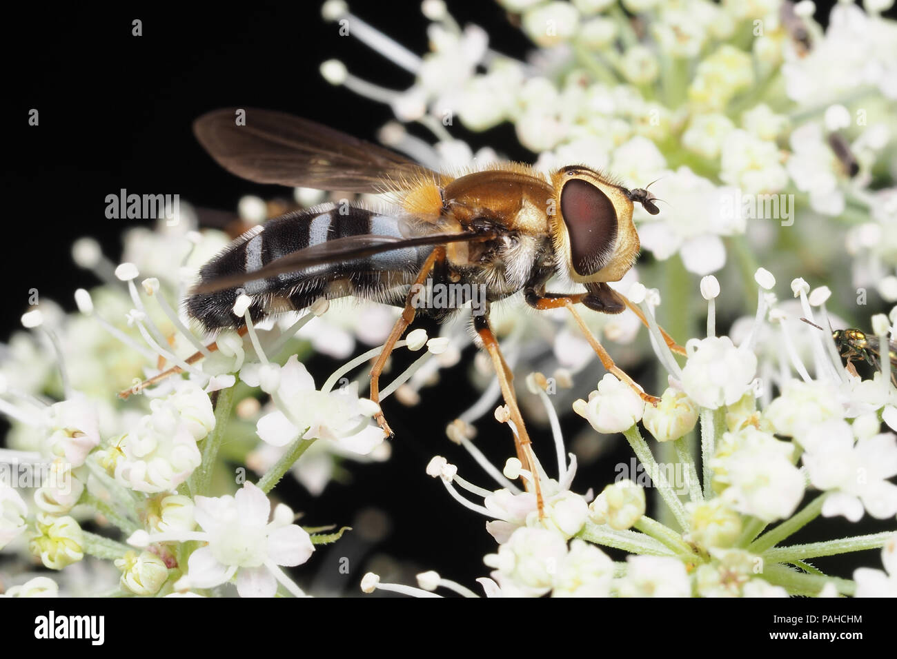 Hoverflies syrphidae hoverfly hi-res stock photography and images - Alamy