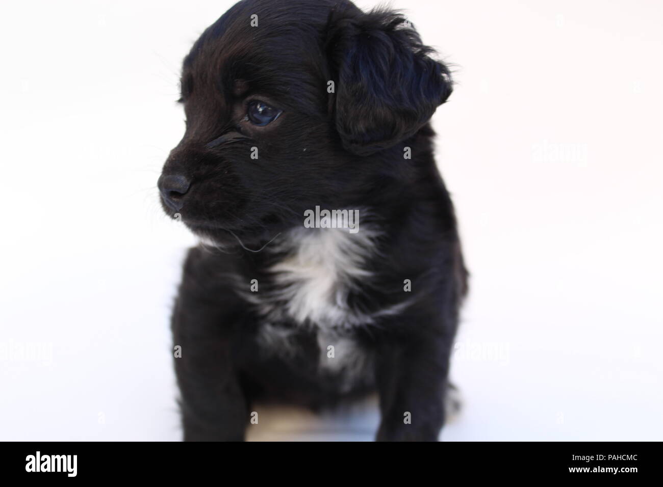 Mongrel dog puppies hi-res stock photography and images - Alamy