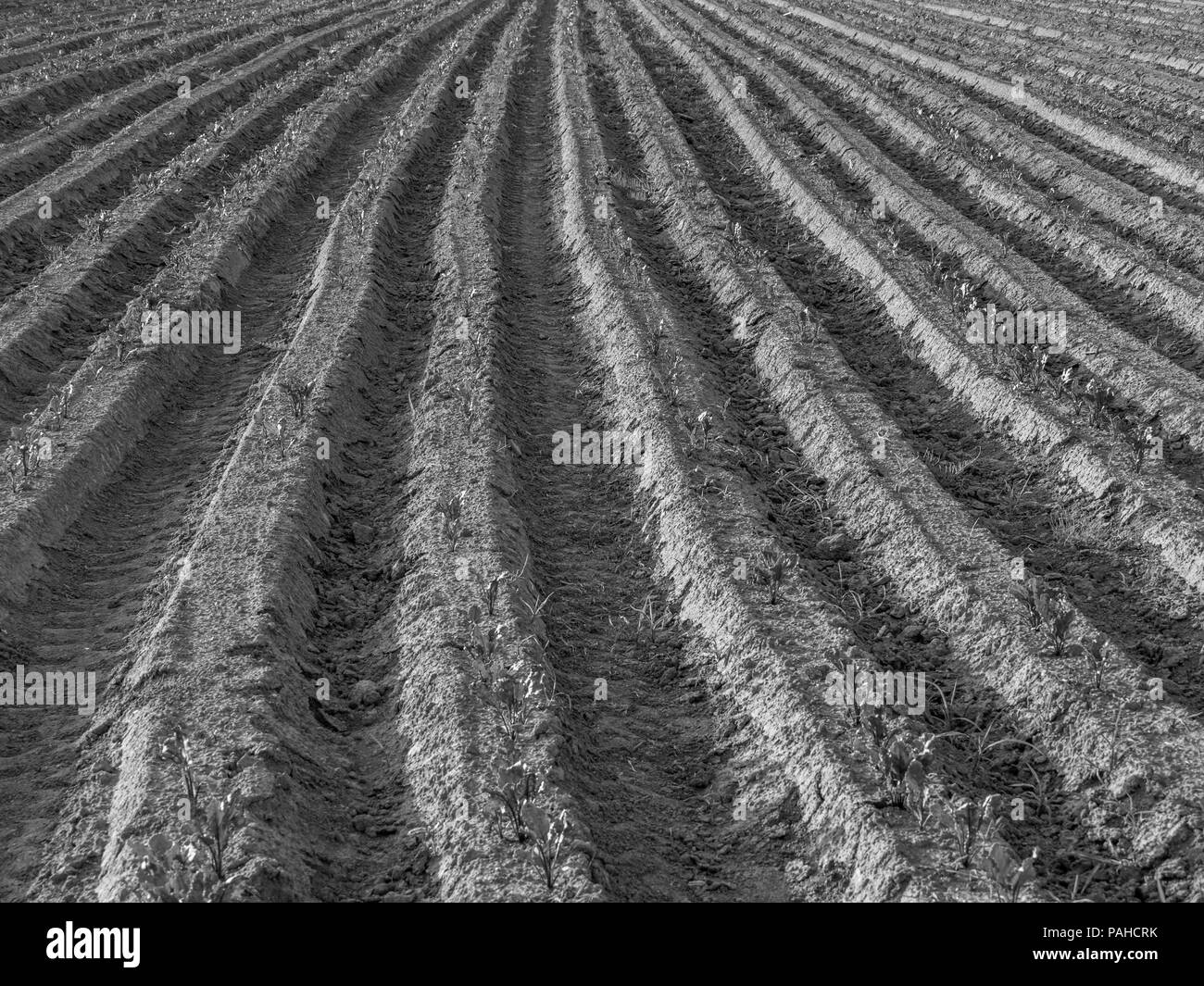 Growing field vegetables Black and White Stock Photos & Images - Alamy