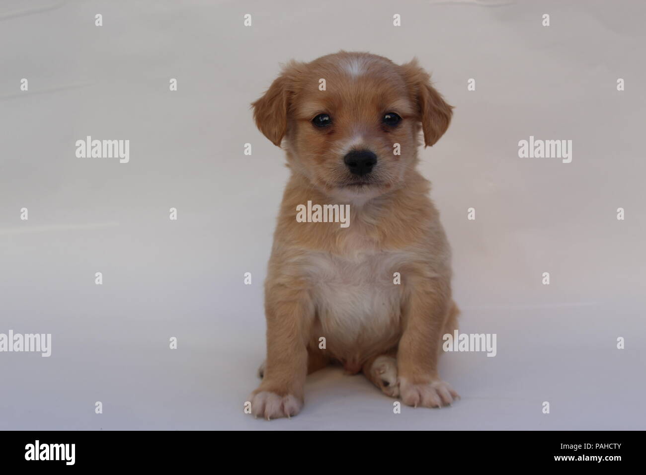 Cute mixed puppy Stock Photo - Alamy