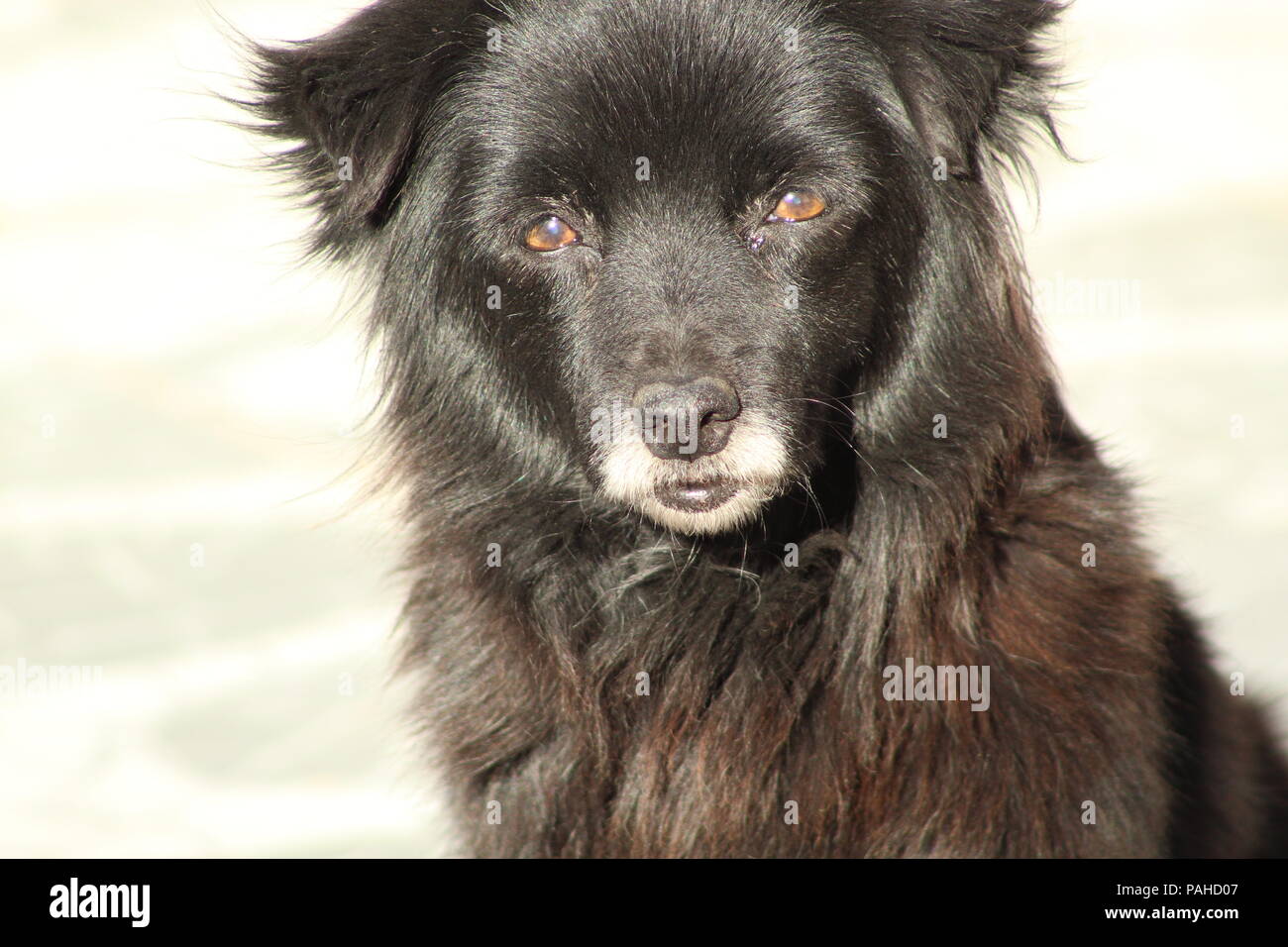 Female dog portrait Stock Photo - Alamy
