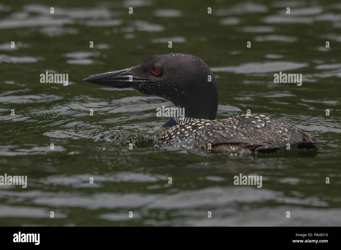 Great northern diver fishing hi-res stock photography and images - Alamy