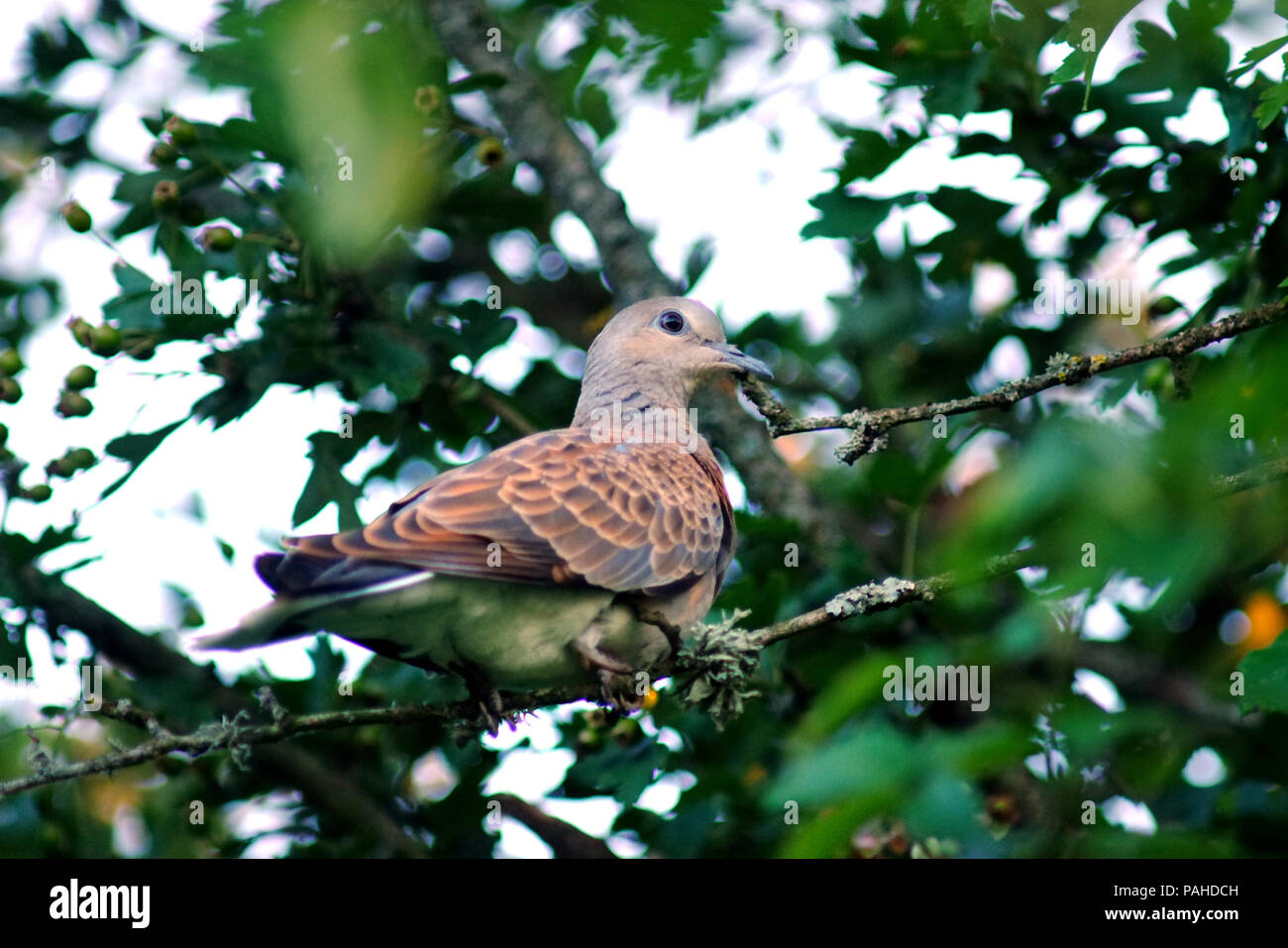 Turtle dove (Streptopelia turtur) perched in a tree Stock Photo - Alamy