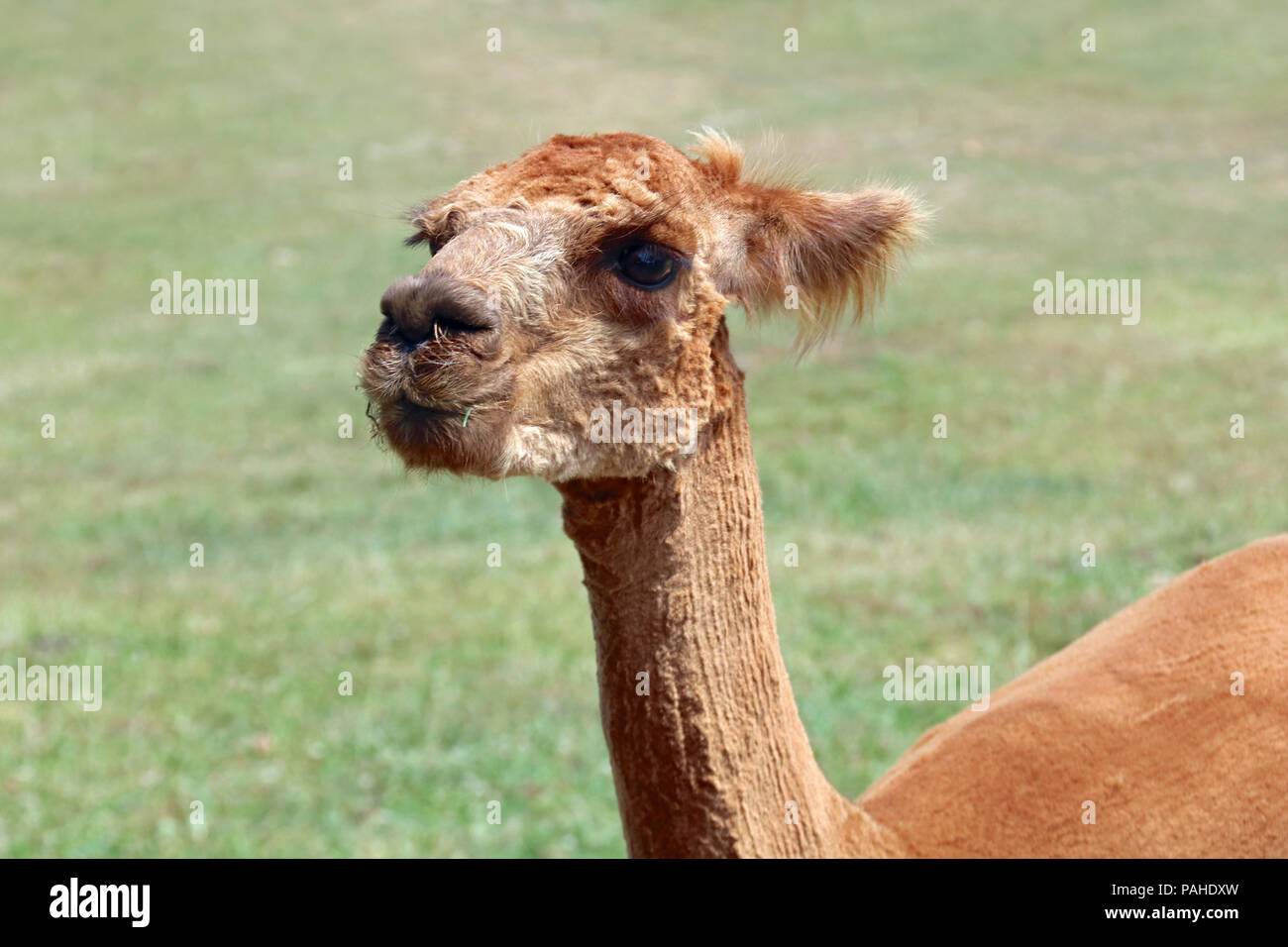 Tan animal hi-res stock photography and images - Alamy