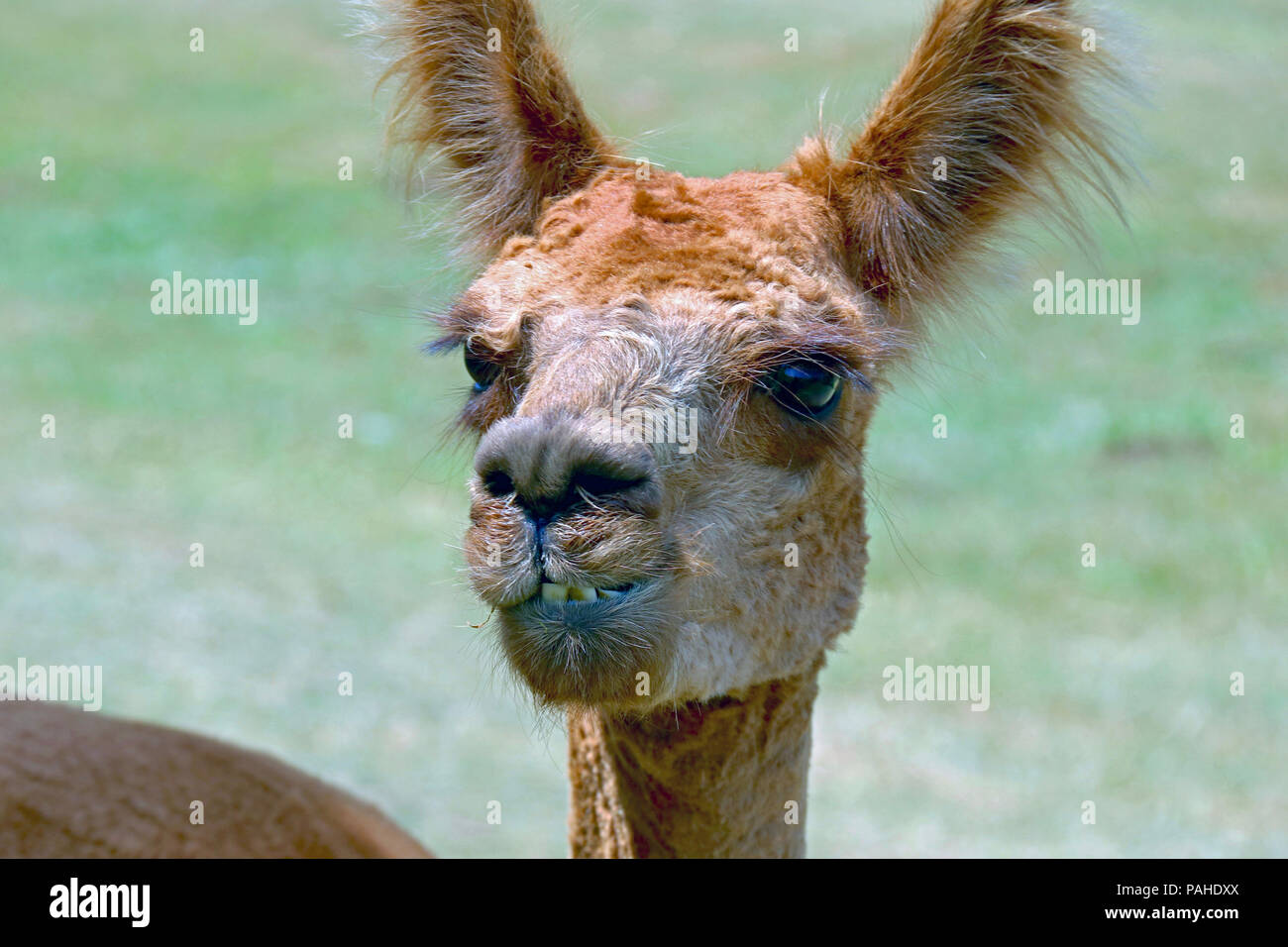 Soft fibers hi-res stock photography and images - Alamy