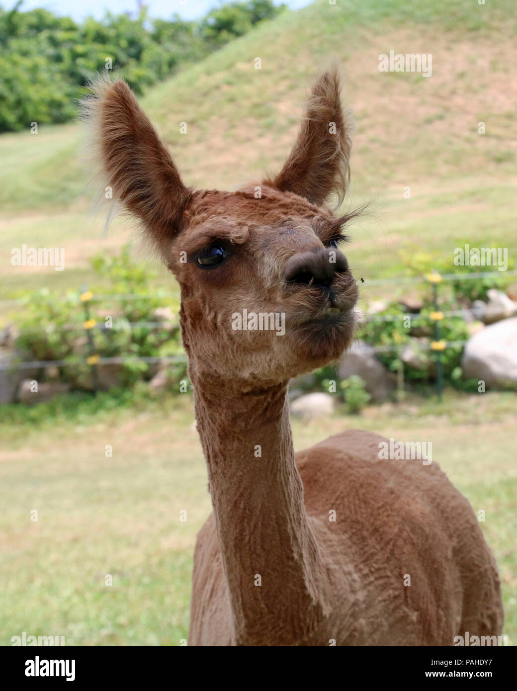Brown Alpaca High Resolution Stock Photography and Images - Alamy
