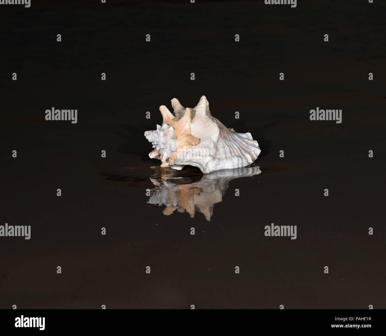 Large pink queen conch seashell lying on wet sand near the water on the ...