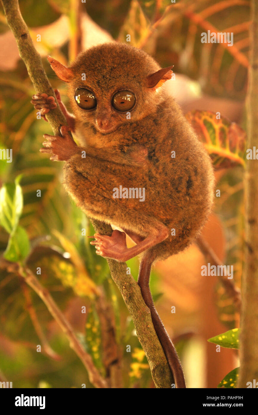 Philippine monkey hi-res stock photography and images - Alamy