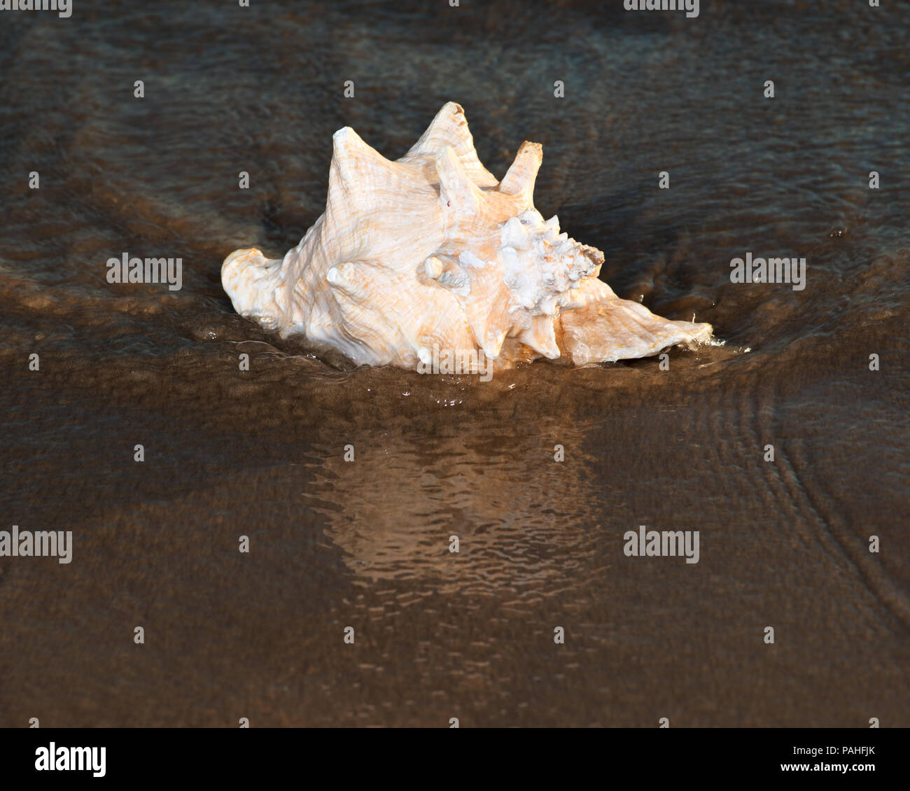 Large pink queen conch seashell lying on wet sand near the water on the ...