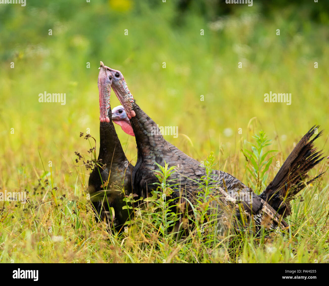 Eastern turkey bird hi-res stock photography and images - Alamy