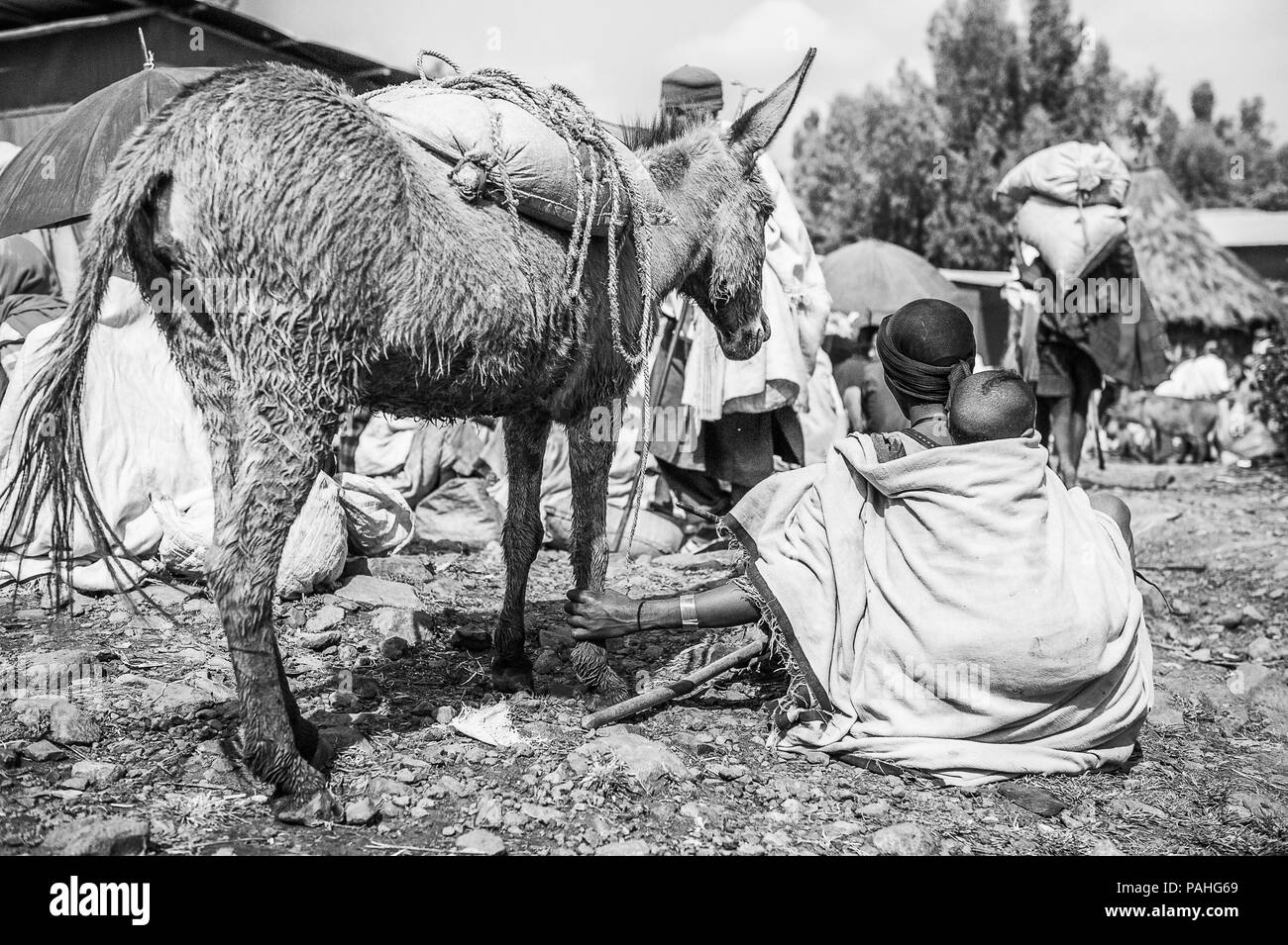 Hungry donkey Black and White Stock Photos & Images - Alamy