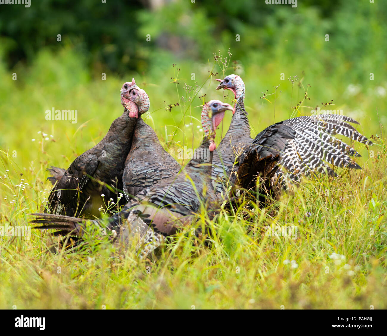 Four wild eastern turkeys fighting to establish dominance of the flock ...