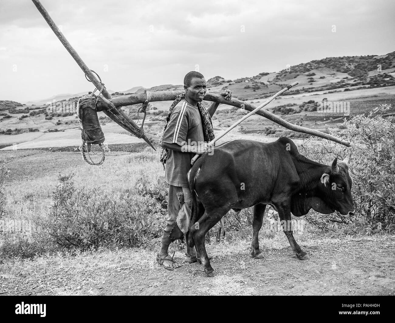 Cow walks Black and White Stock Photos & Images - Alamy
