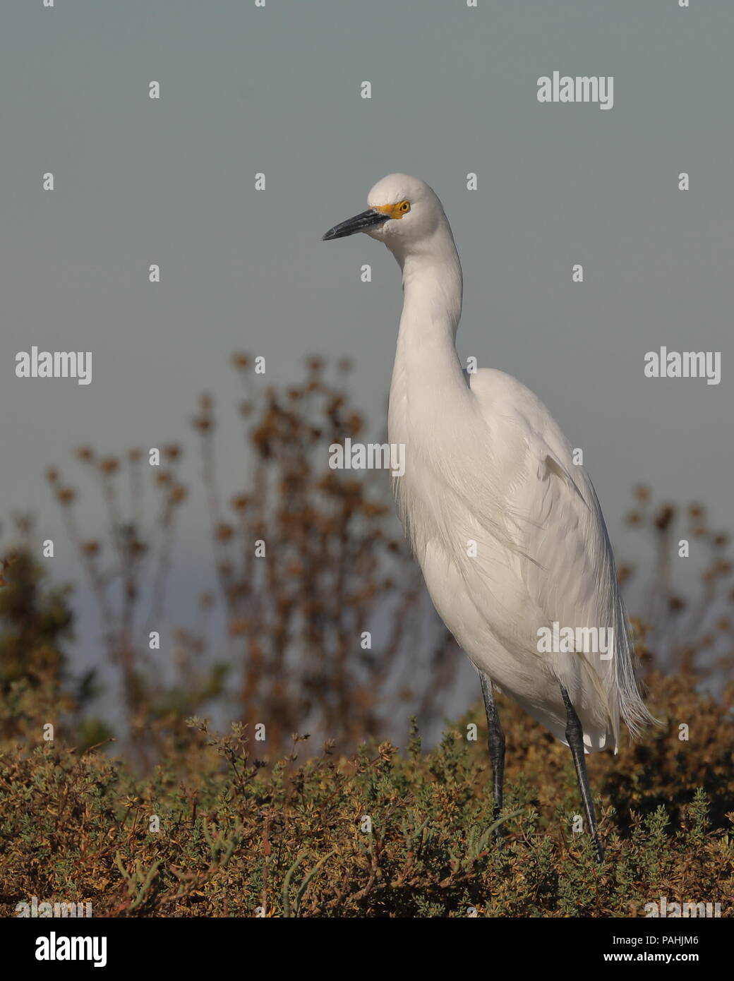 Alto standing hi-res stock photography and images - Alamy