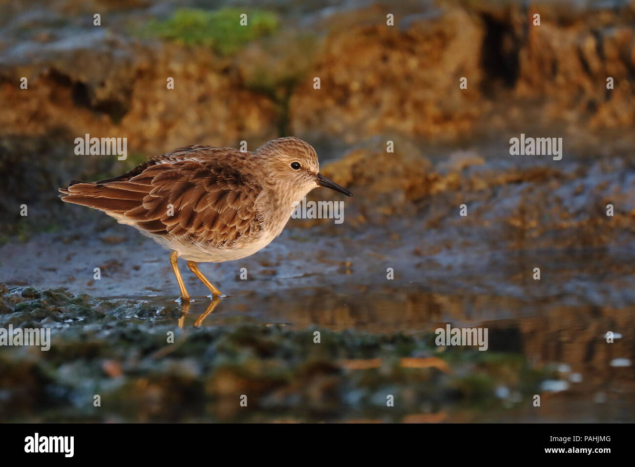 Small wading bird hi-res stock photography and images - Alamy