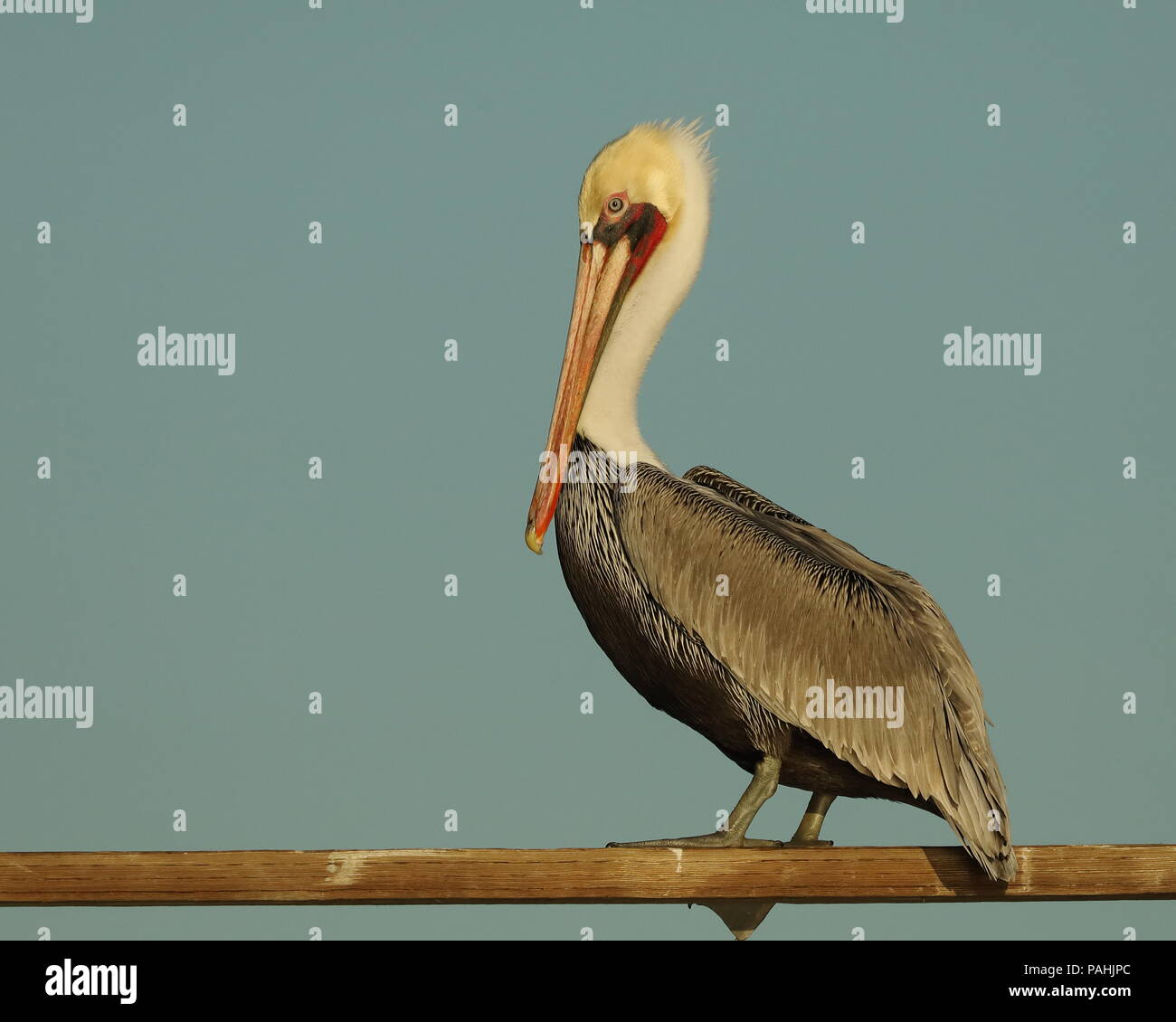 Pelicano pardo hi-res stock photography and images - Alamy