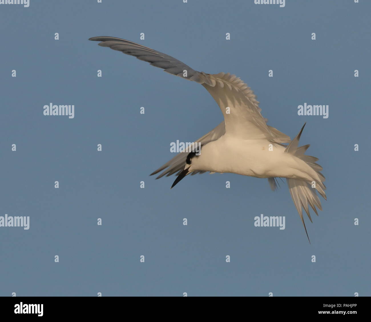 Forster's Tern in flight Stock Photo - Alamy