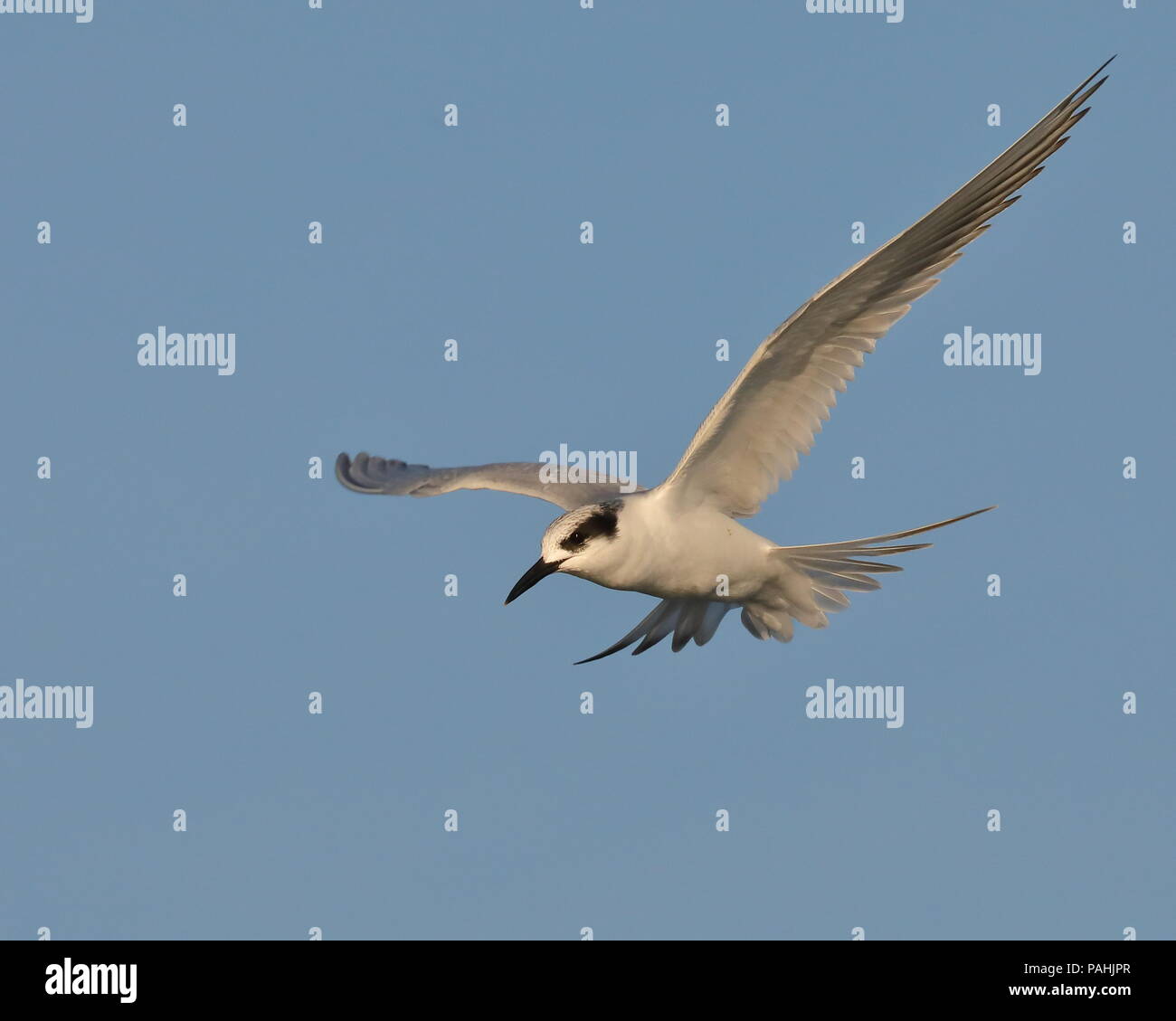 Forster's Tern in flight Stock Photo - Alamy