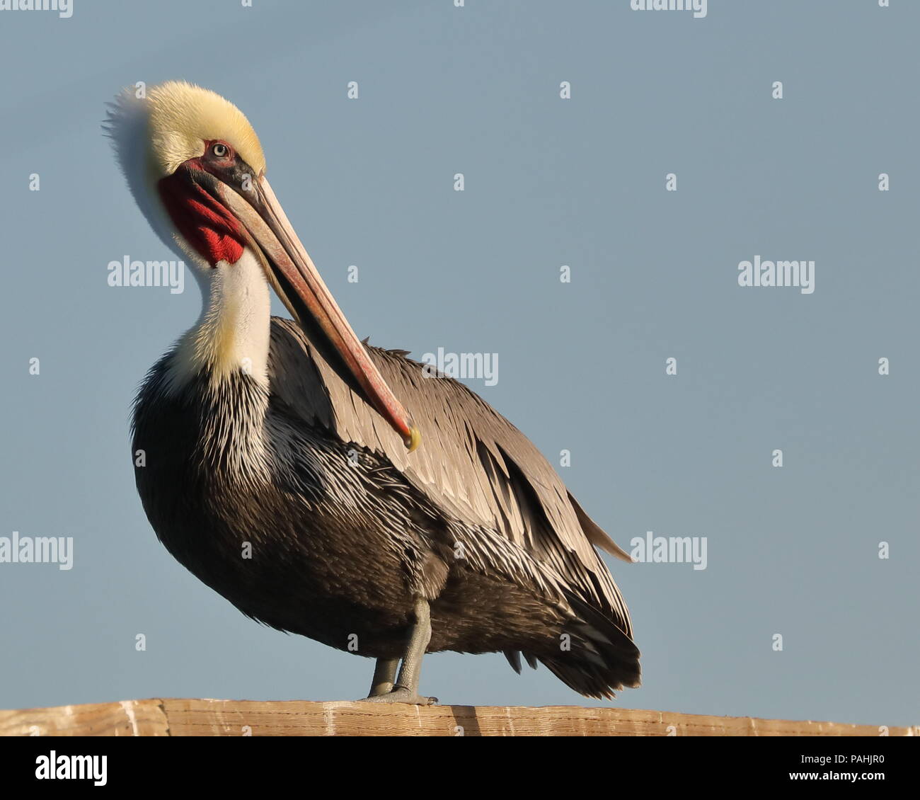 Pelican sitting on a pier hi-res stock photography and images - Alamy