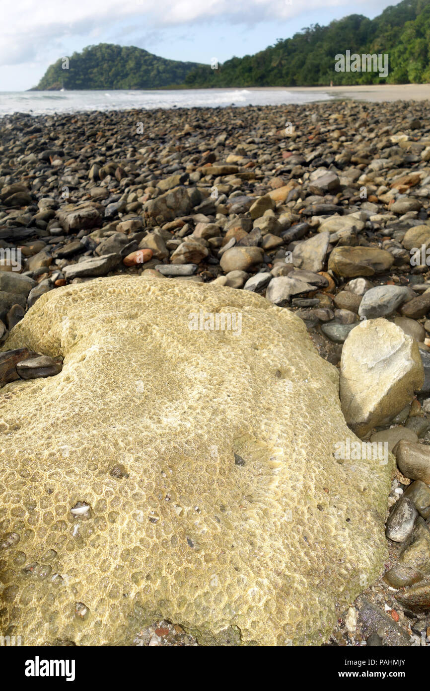 Dead coral hi-res stock photography and images - Alamy