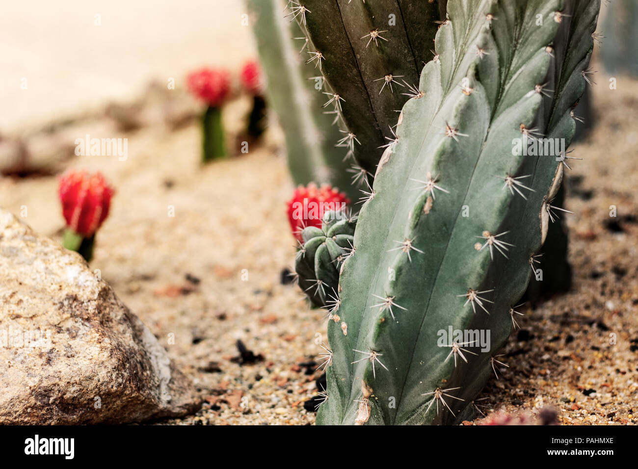 Cactus of spike are growing in the park with sunlight Stock Photo - Alamy