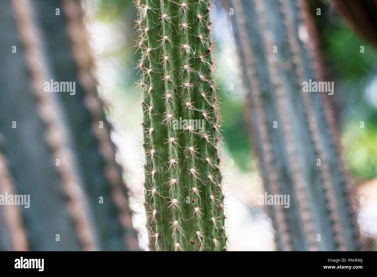 Cactus of spike in the park with sunlight Stock Photo - Alamy