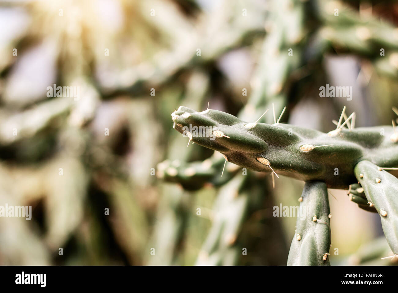 Cactus of spike with sunlight in summer Stock Photo - Alamy