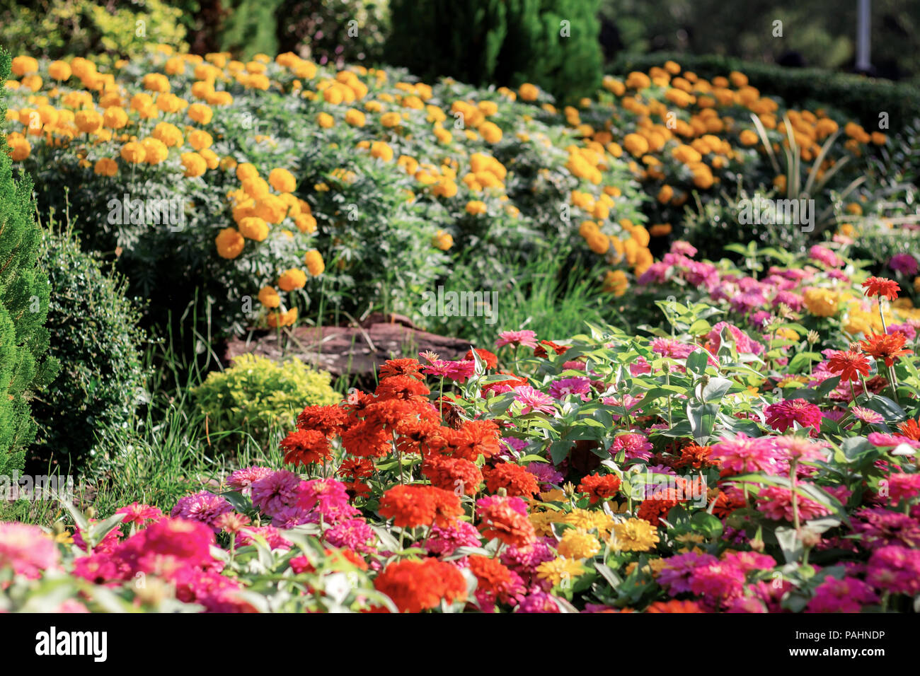 Colorful of flower in garden with sunlight Stock Photo - Alamy