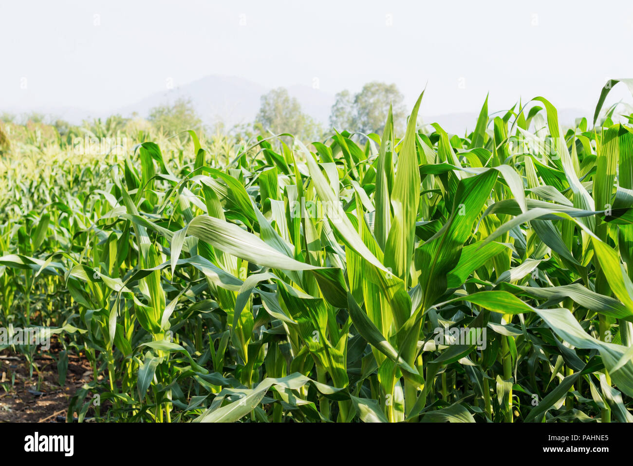 Corn tree in farm at countryside with the sunlight Stock Photo - Alamy