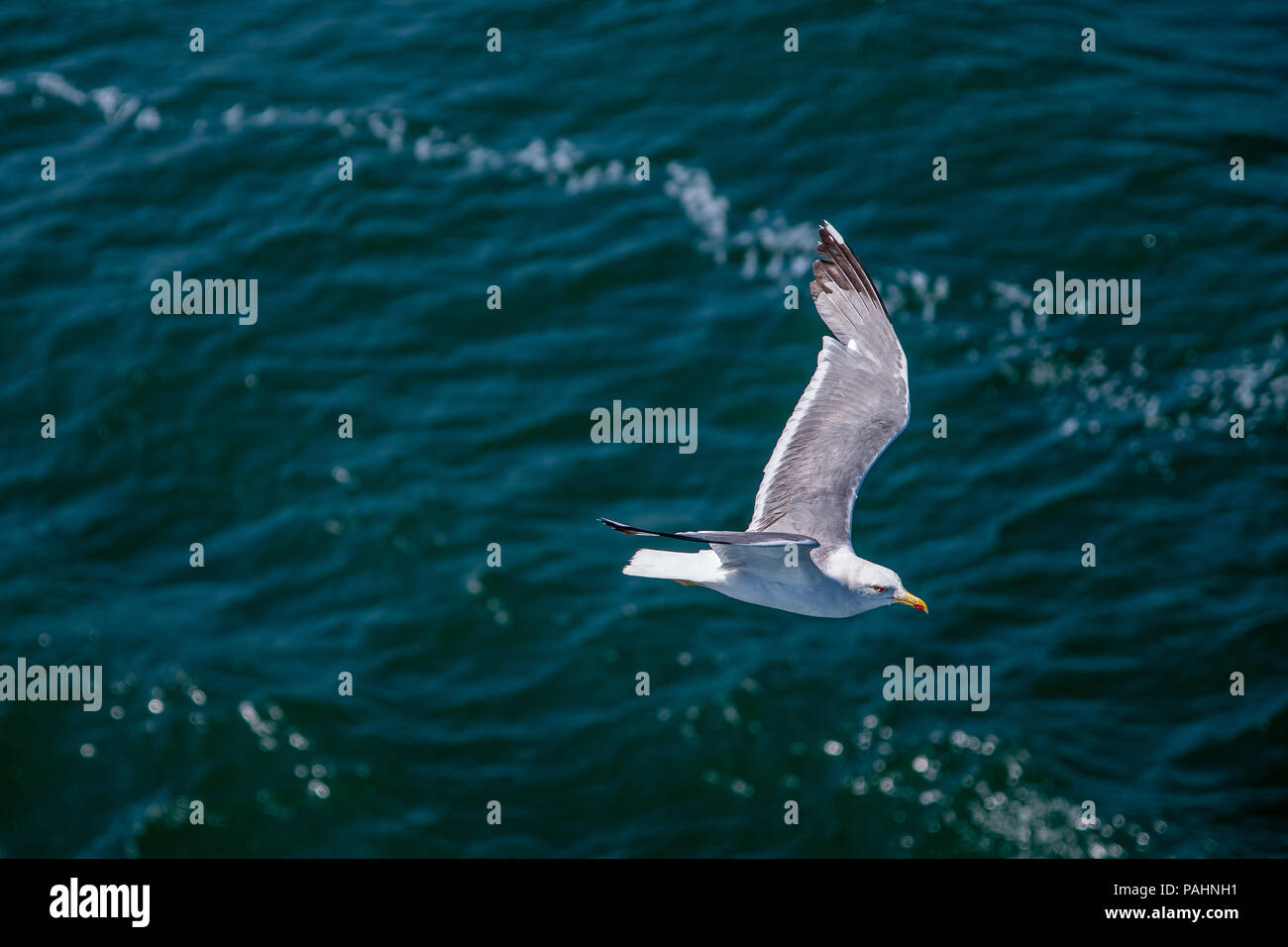 Yellow wing flying fish hi-res stock photography and images - Alamy