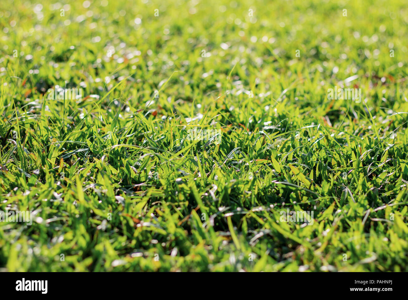 Grass of lawn with sunrise in garden Stock Photo - Alamy
